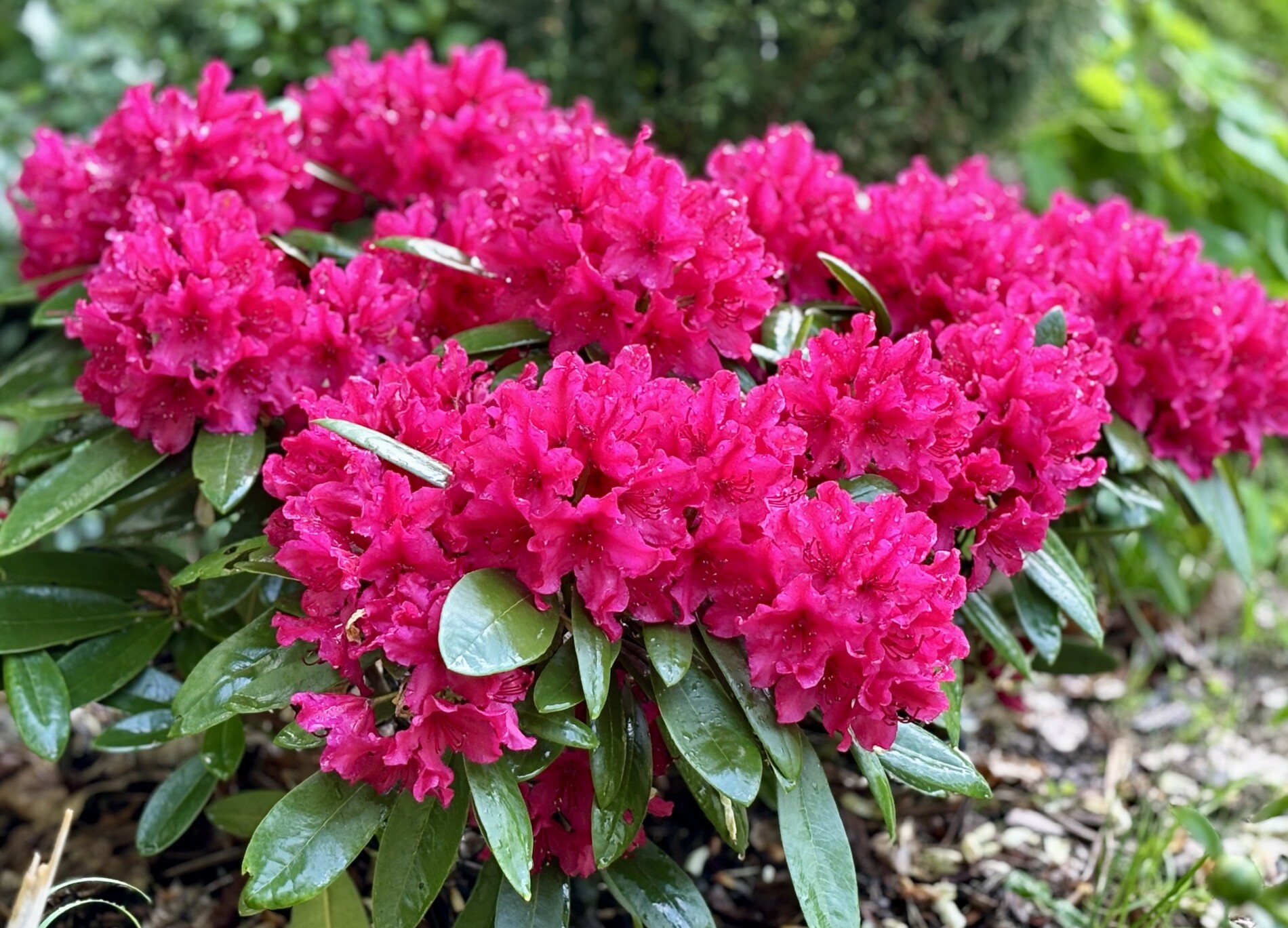 Rhododendron Neon Kiss 2024 - Твой Сад Хостинг изображений