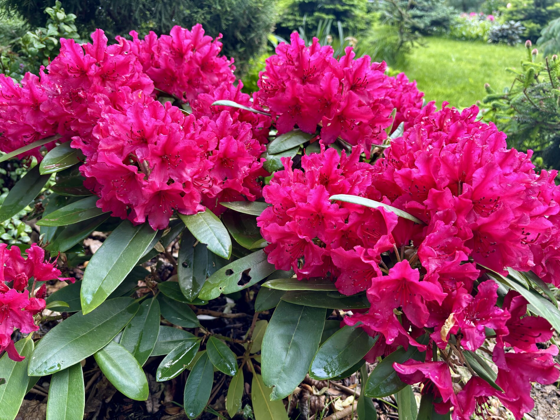 Rhododendron Neon Kiss 2024 - Твой Сад Хостинг изображений
